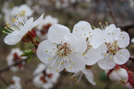 Recoltele de caise, compromise de îngheţ | Giurgiuveanul.ro – ziarul ...