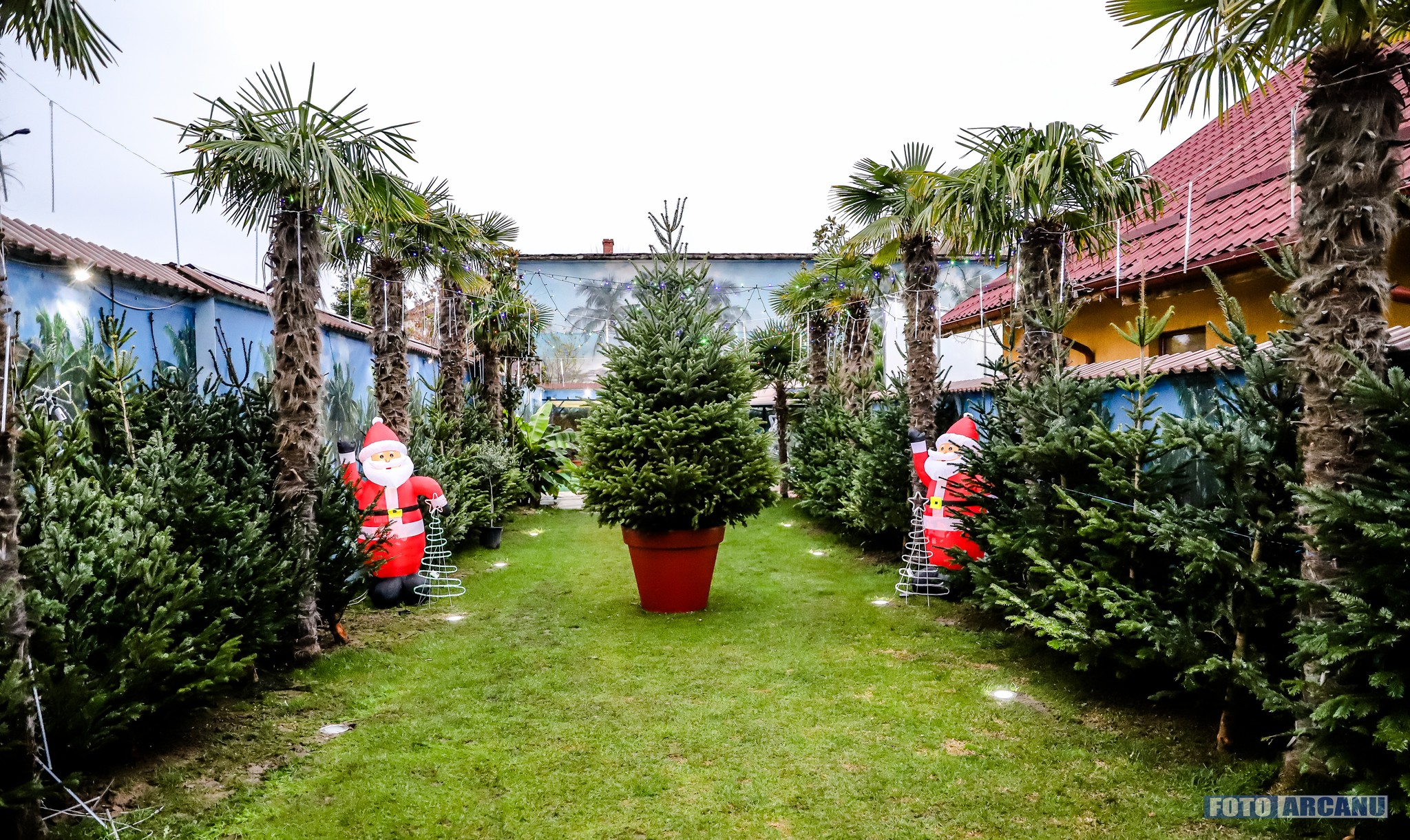 SUPEROFERTĂ la brazi de Crăciun naturali, la „Grădini cu Stil ...