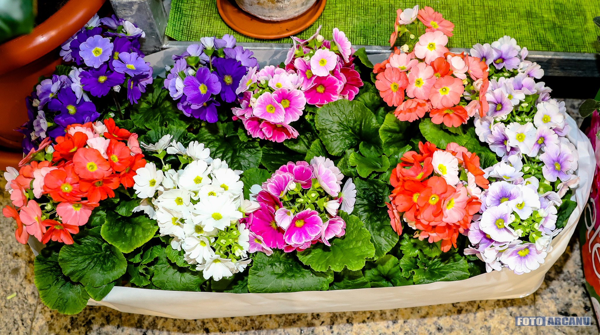 La împlinirea unui an de existenţă, florăria „Antonia’s Flower Paradise ...