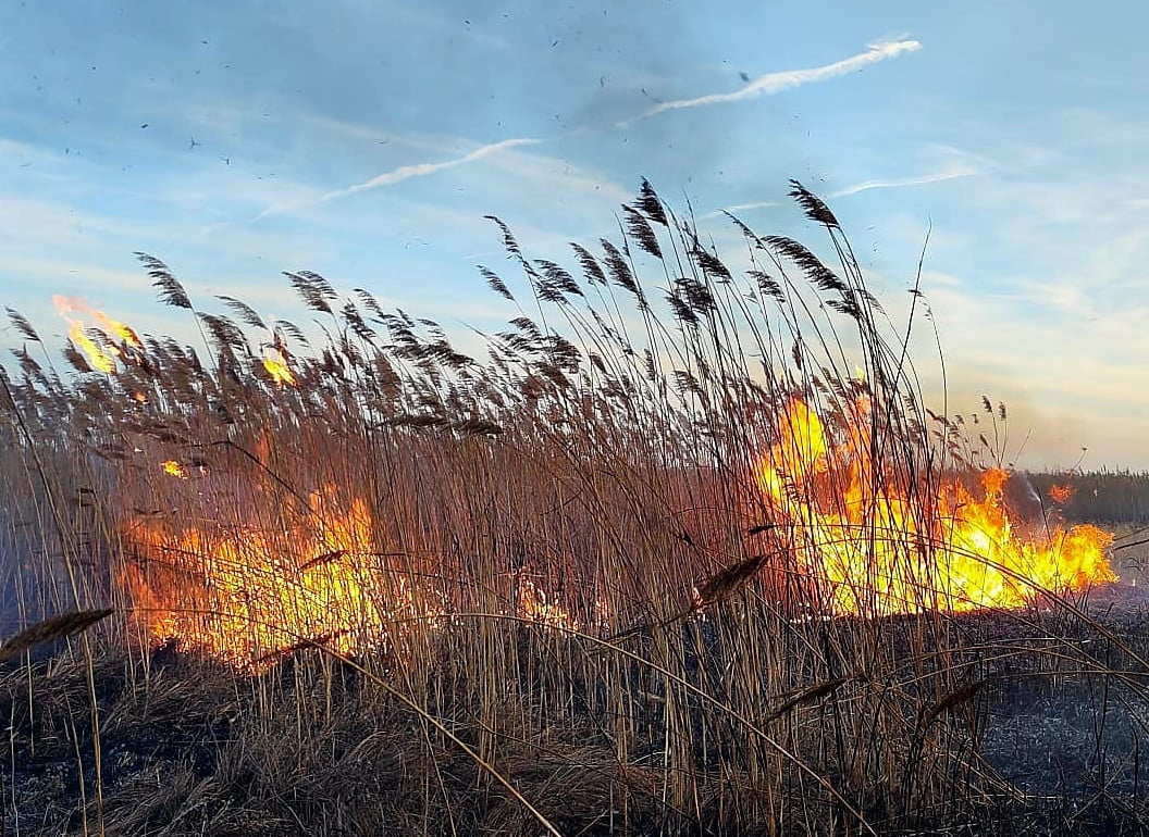Cinci hectare de vegetație uscată, stuf și trestie, mistuite de flăcări ...