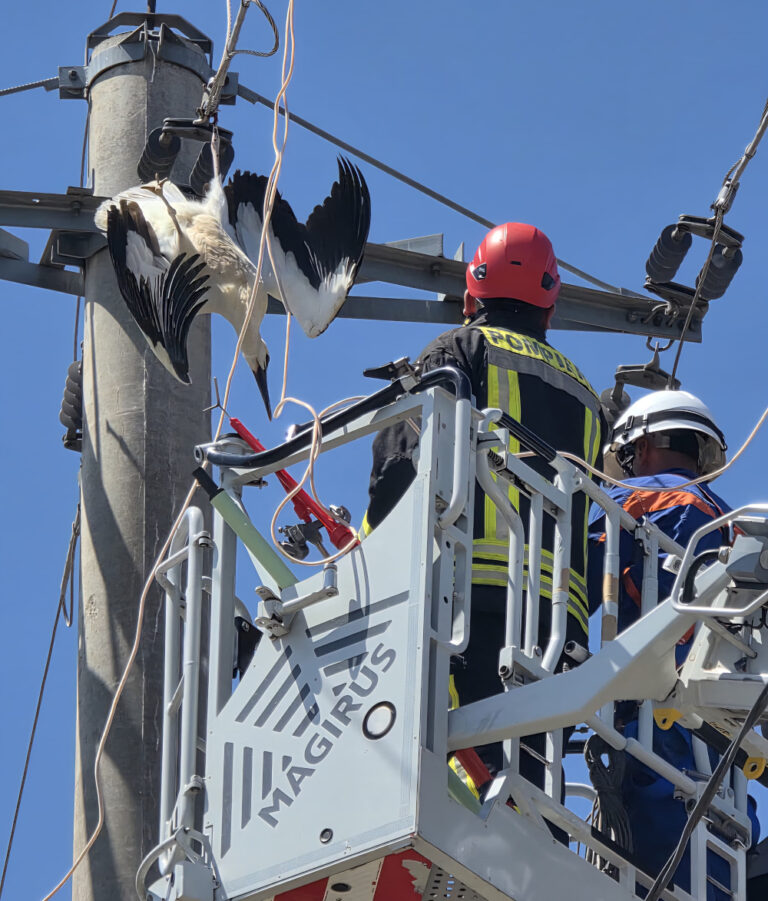 ISU Giurgiu. O barză salvată printr-un efort comun și un act de ...